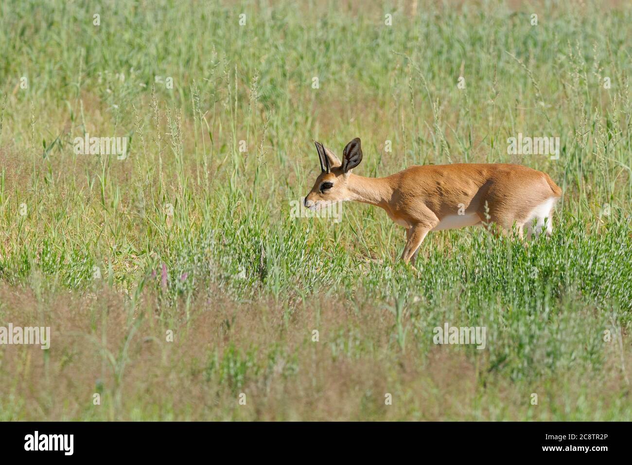 Steenbok (Raphicerus campestris), adult female, searching for food in ...