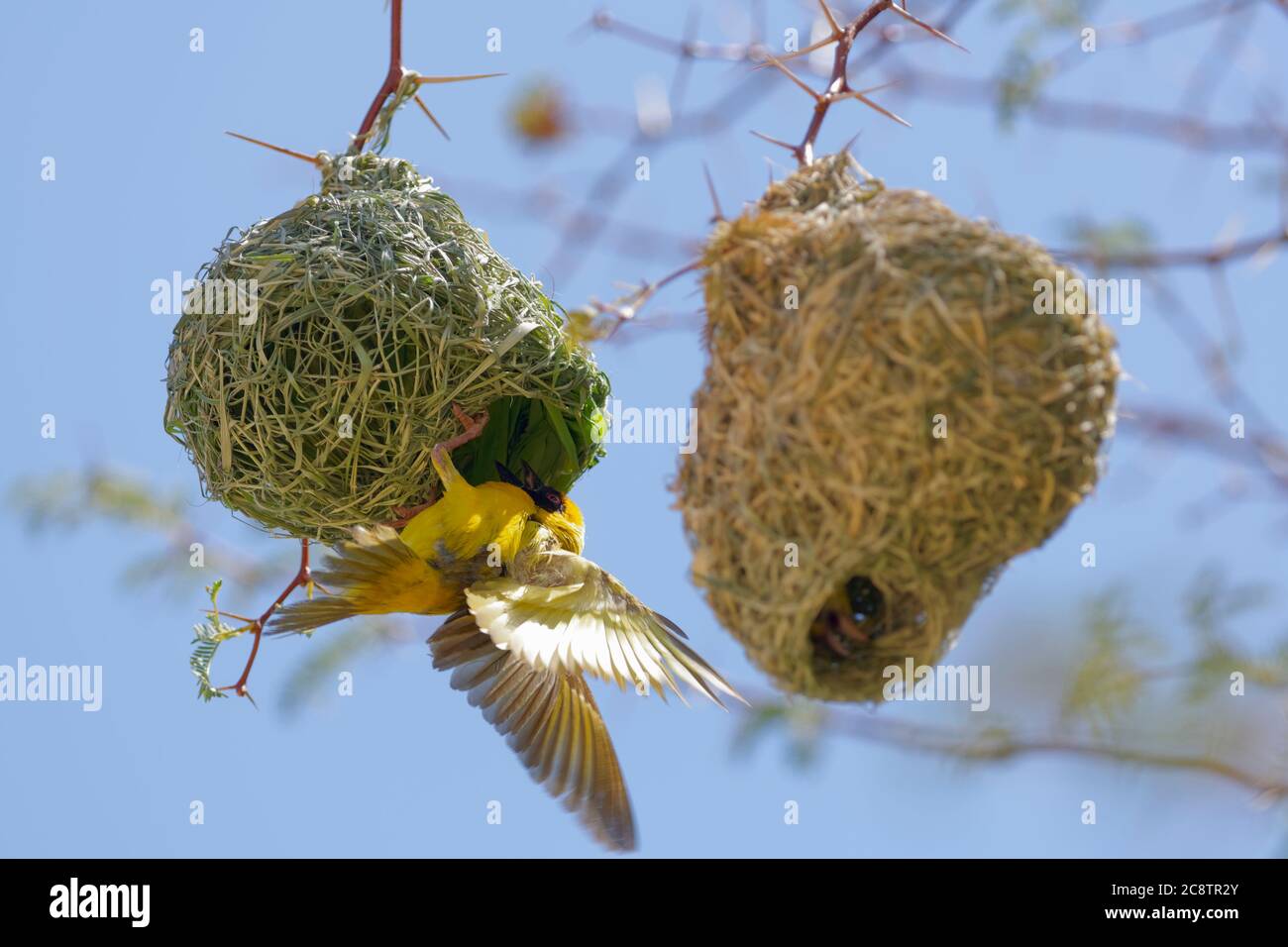 Hanging nest hi-res stock photography and images - Alamy