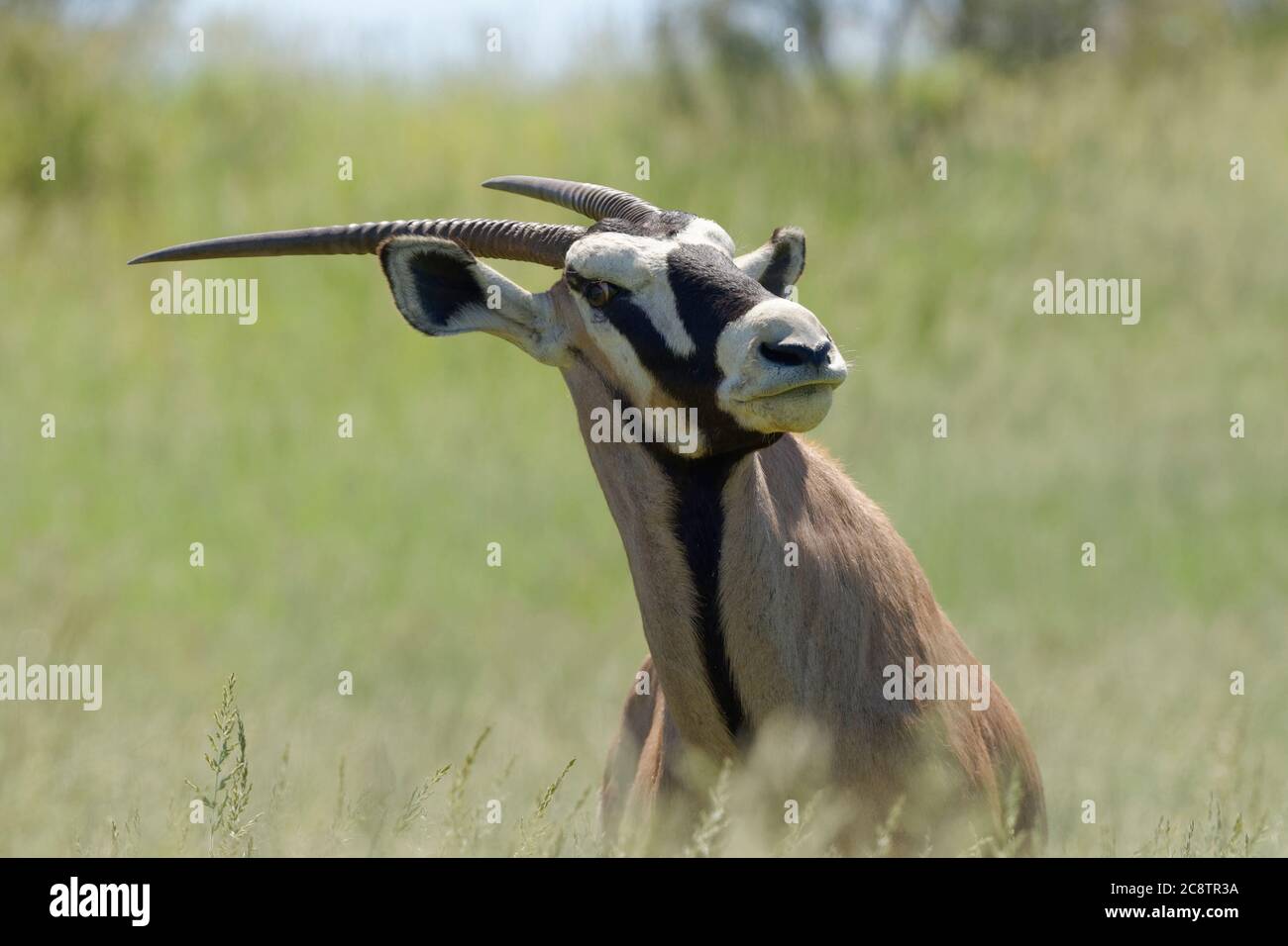 Close up eye oryx gemsbok hi-res stock photography and images - Alamy