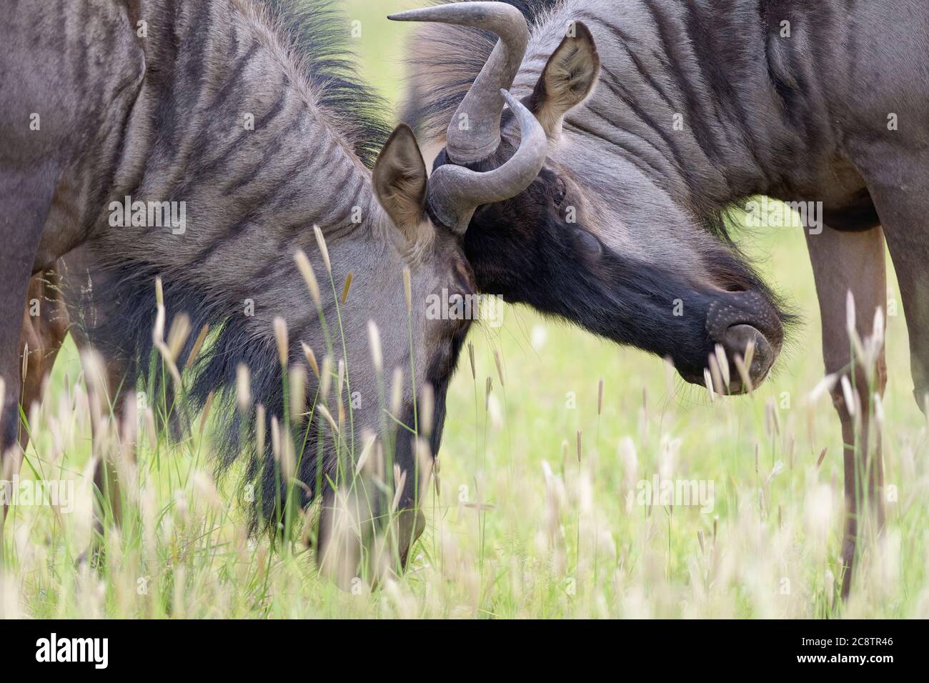 Close up of wildebeest face hi-res stock photography and images - Alamy