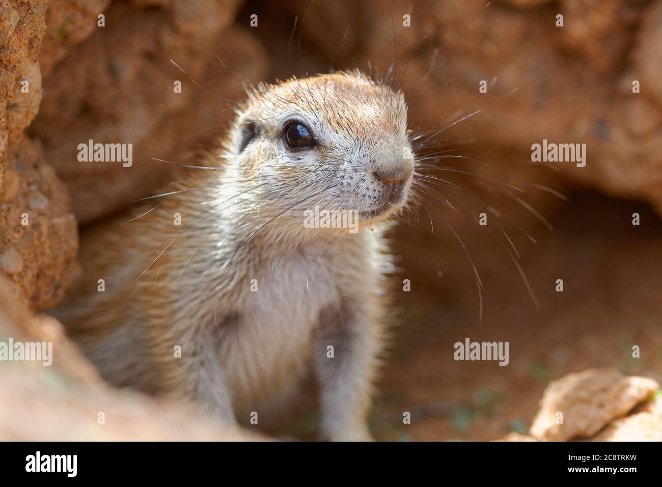 Cape ground squirrel (Xerus inauris), adult, looking out from the ...
