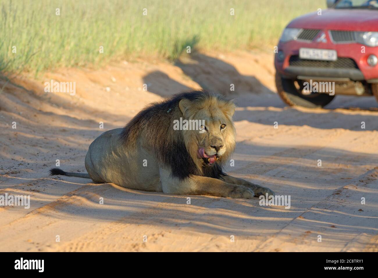 Black-maned lion (Panthera leo melanochaita), old male with injured ...