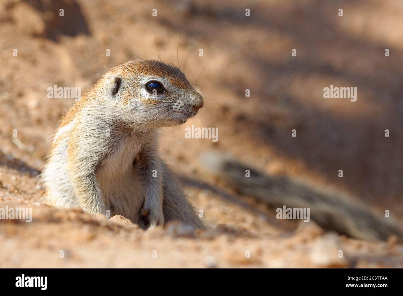 Cape ground squirrel (Xerus inauris), young, looking out from the ...