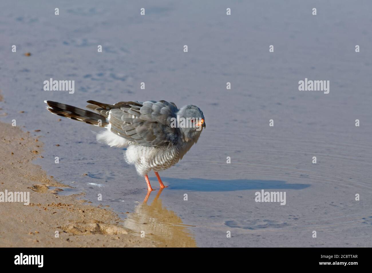 Gabar goshawk (Micronisus gabar), adult, on a dirt road, in water ...