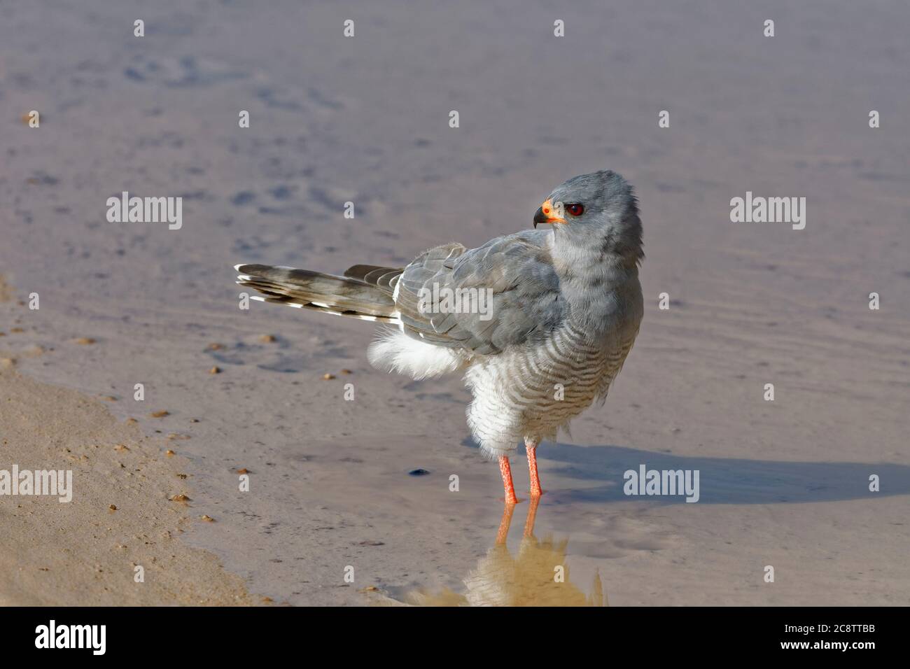 Puddle water in desert hi-res stock photography and images - Alamy