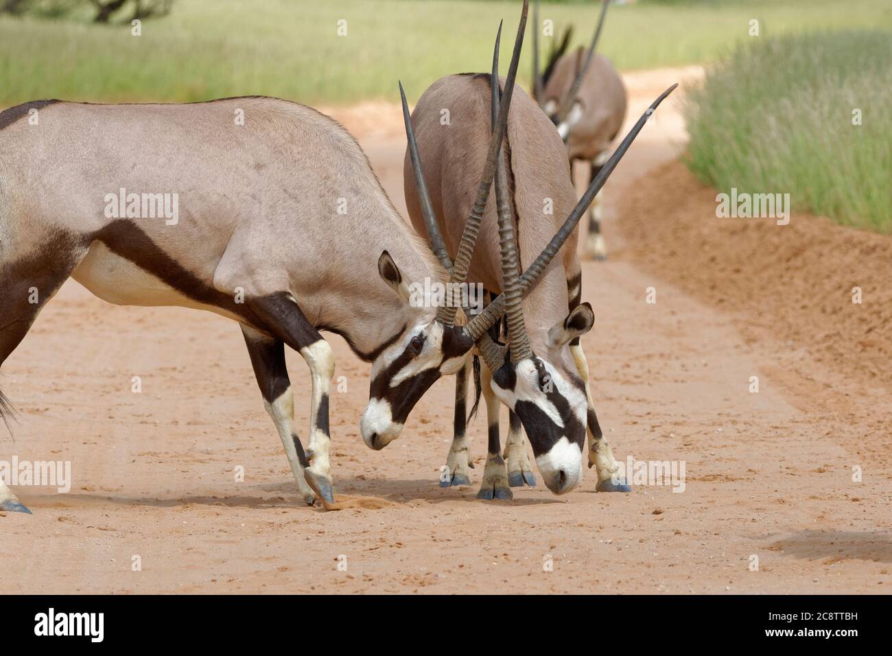 Male animals fighting hi-res stock photography and images - Alamy
