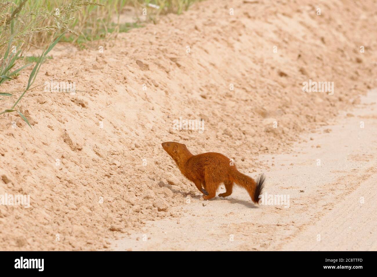 Slender mongoose (Galerella sanguinea), adult male, running and ...
