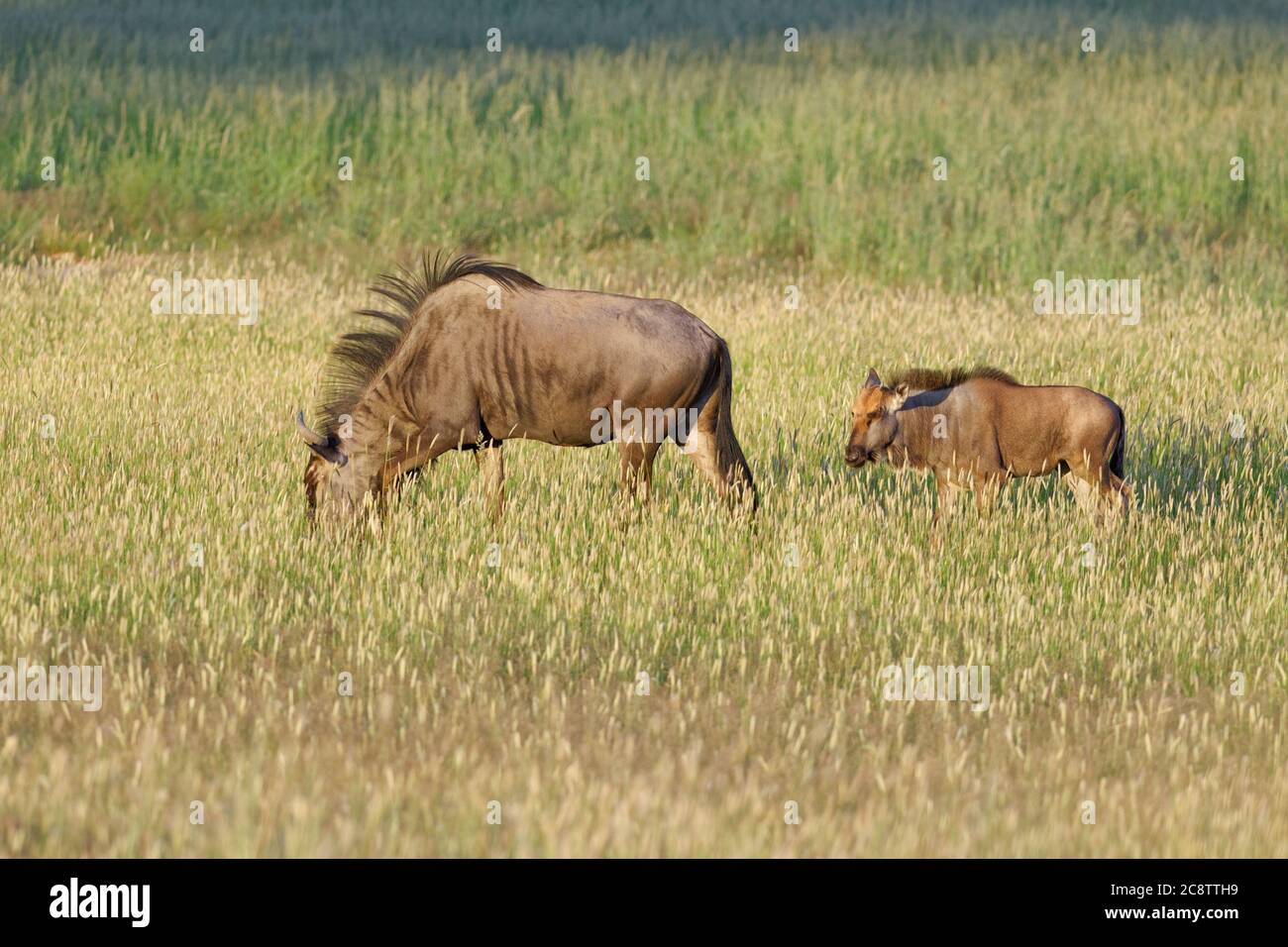 Blue wildebeest eating grass hi-res stock photography and images - Alamy