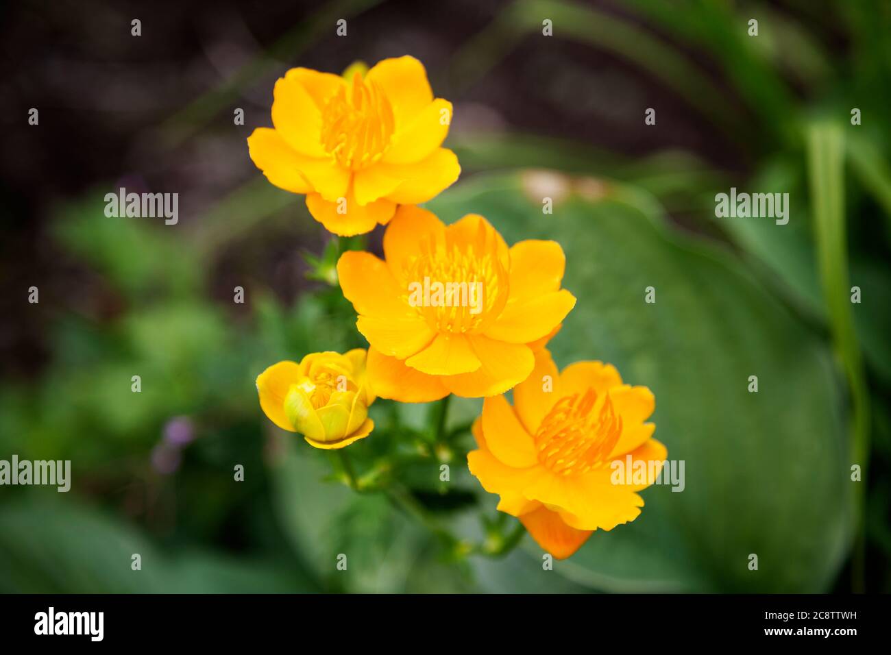 Clean crisp colors hi-res stock photography and images - Alamy