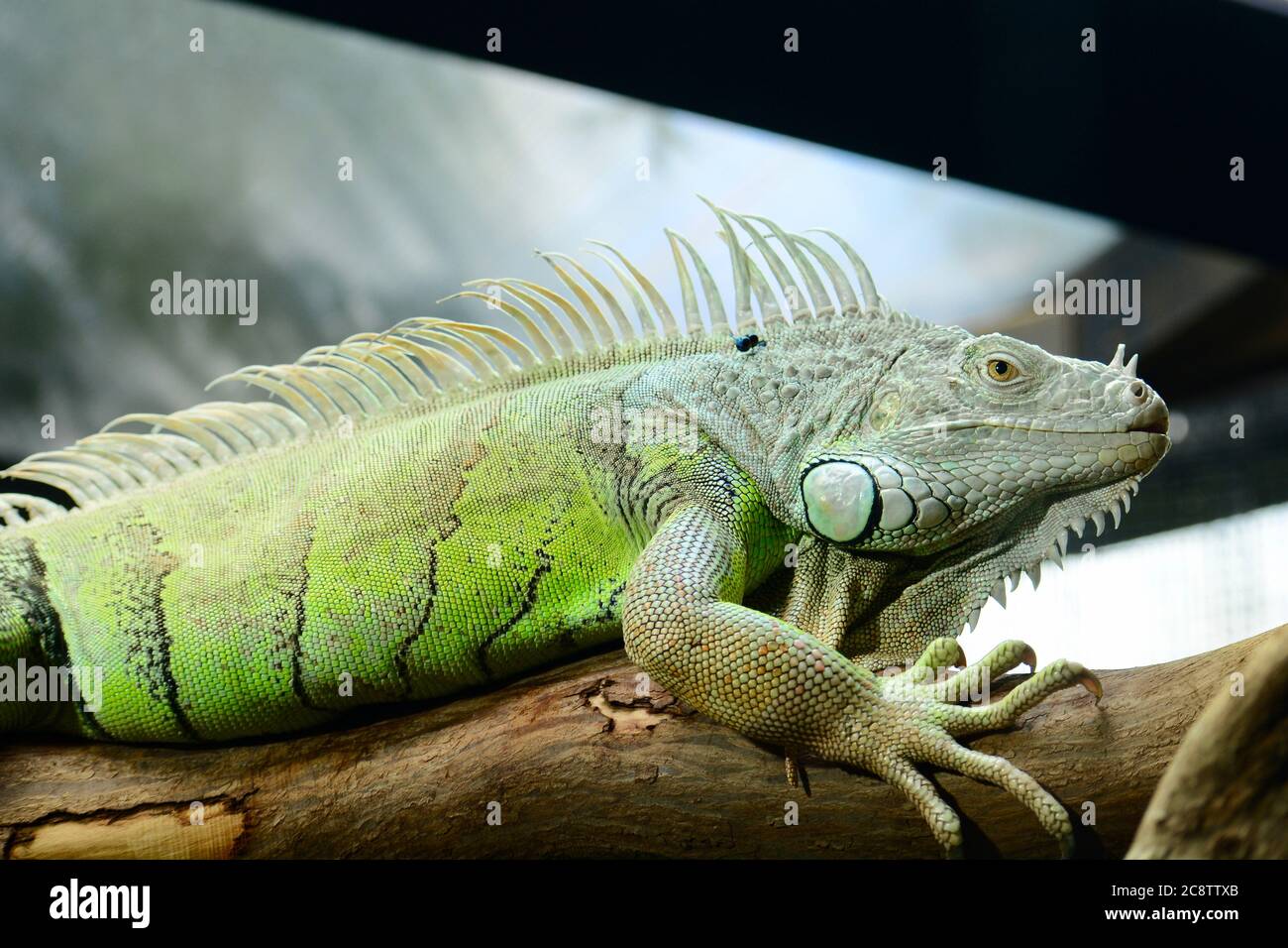 Portrait of a green iguana (Iguana iguana), also known as the American ...