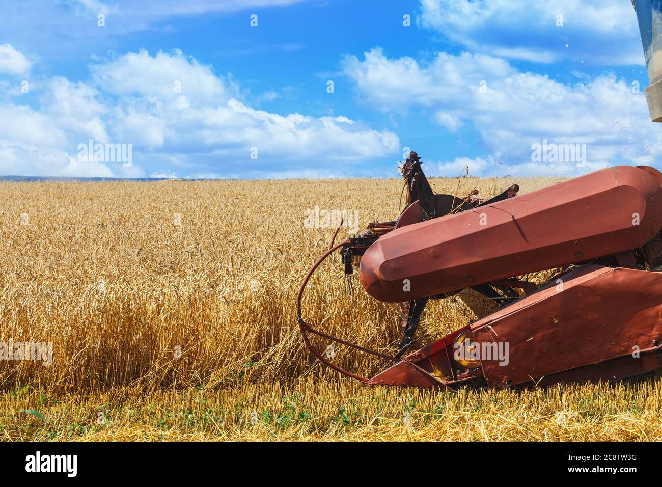 The combine harvests ripe wheat in the grain field. Agricultural work ...