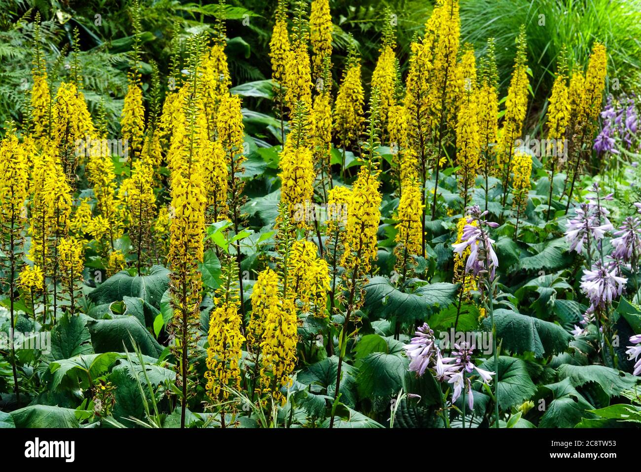 July garden border flowers yellow Ligularia hostas Stock Photo - Alamy