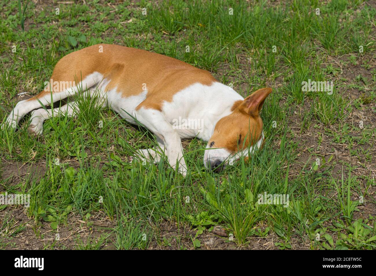 Basenji dog sleeping sweet while lying on a ground in a garden at ...