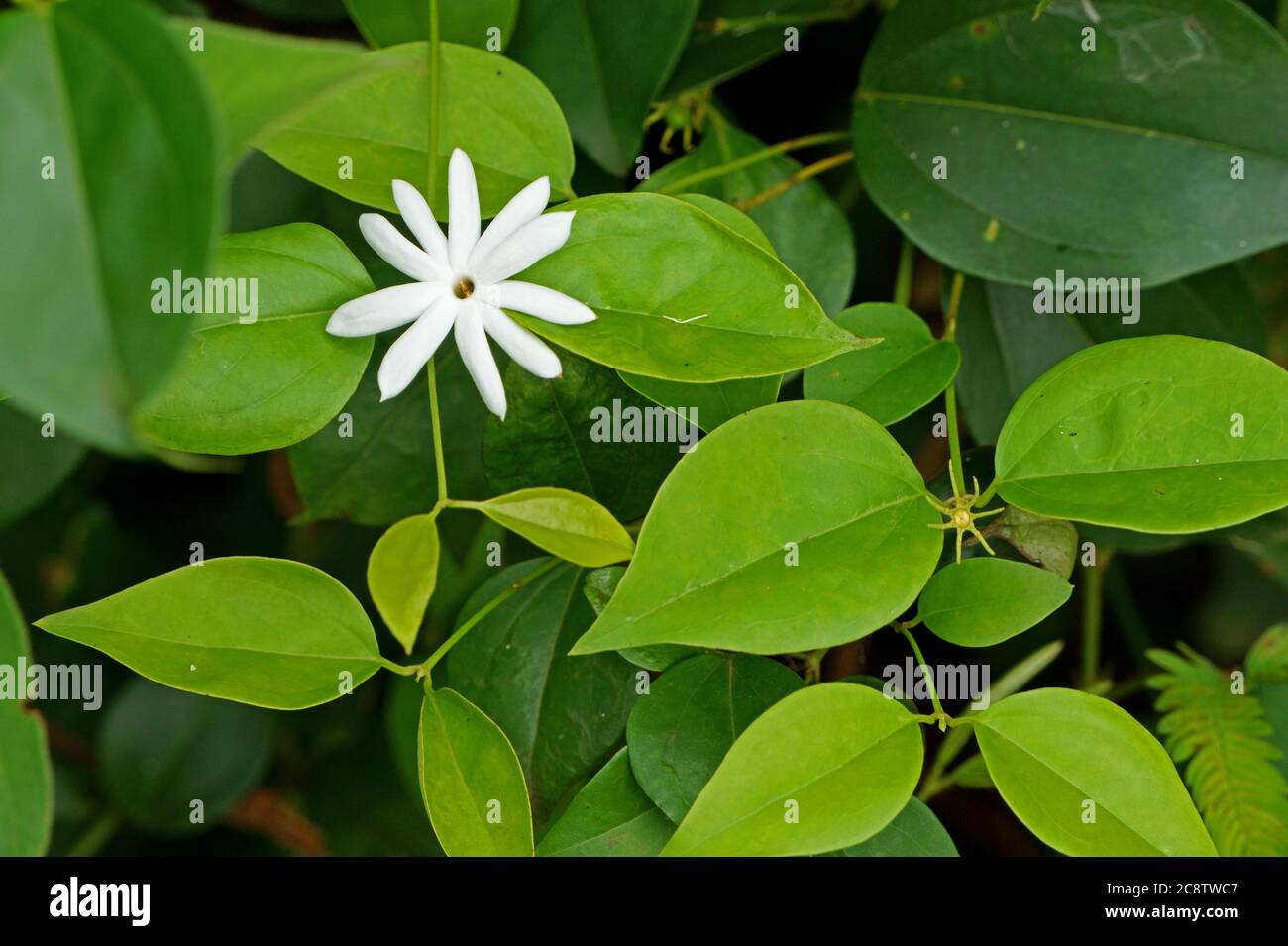Jasminum Multiflorum