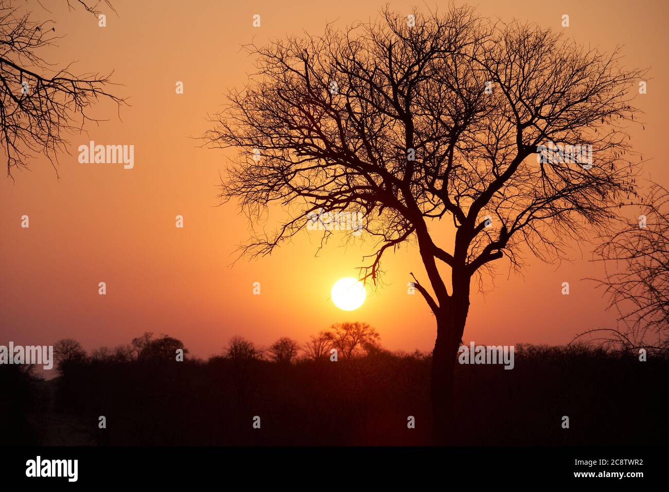 Tree in forground hi-res stock photography and images - Alamy