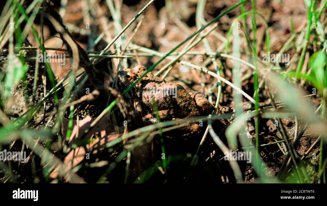 Insects and animals on a summer day Stock Photo - Alamy