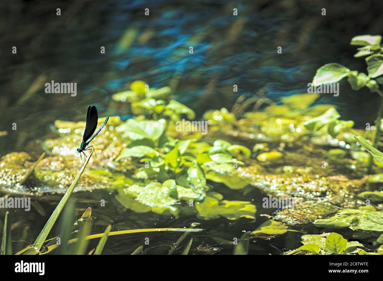 Insects and animals on a summer day Stock Photo - Alamy