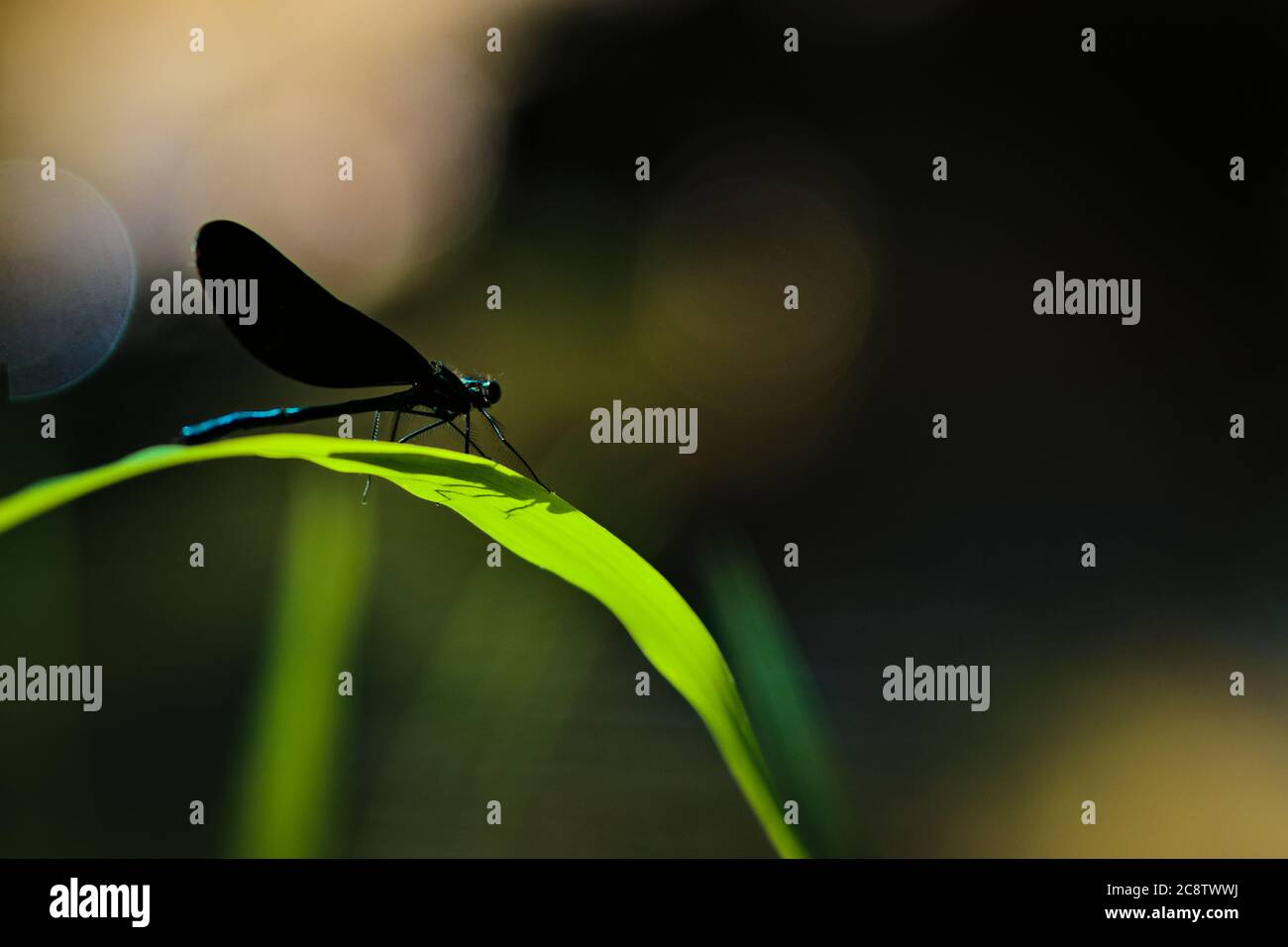 Insects and animals on a summer day Stock Photo - Alamy