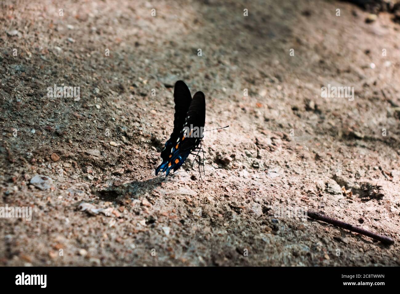 Insects and animals on a summer day Stock Photo - Alamy