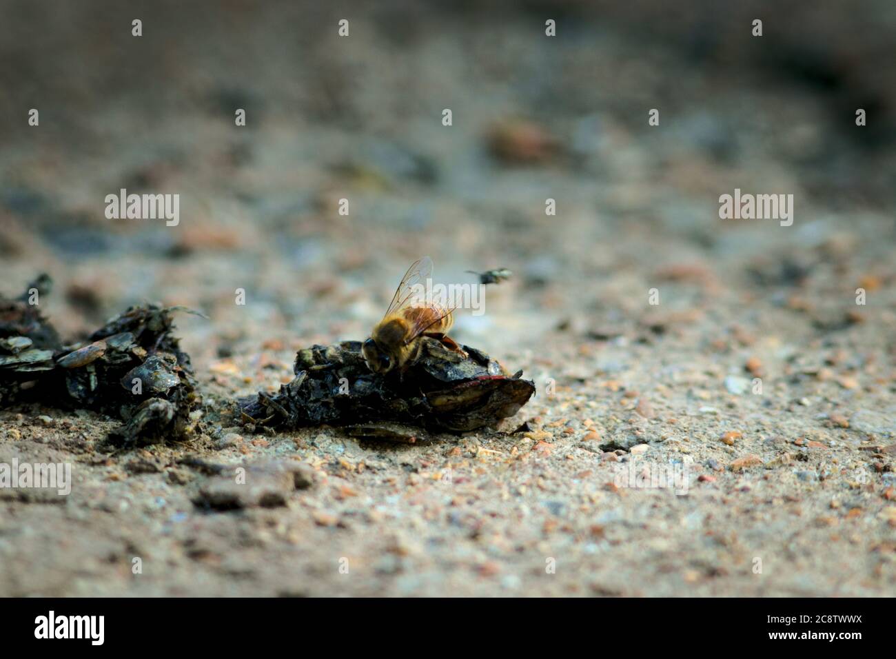 Insects and animals on a summer day Stock Photo - Alamy