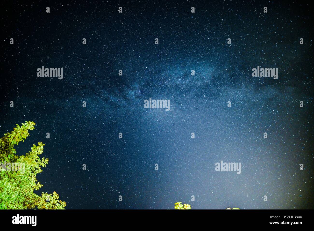 Trees and a starry sky over it at night Stock Photo - Alamy