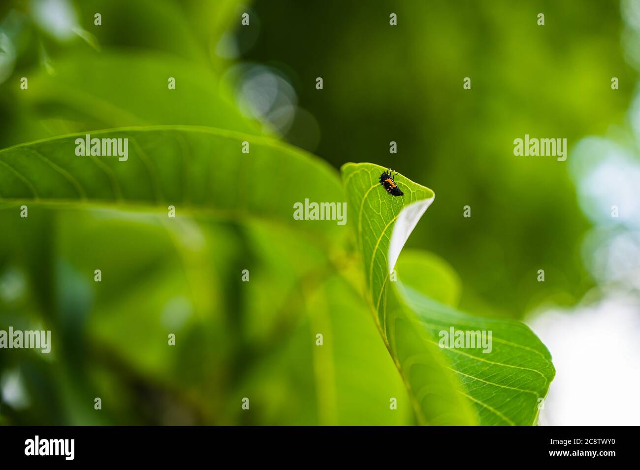 Small beetle on the leaf of a walnut tree Stock Photo - Alamy