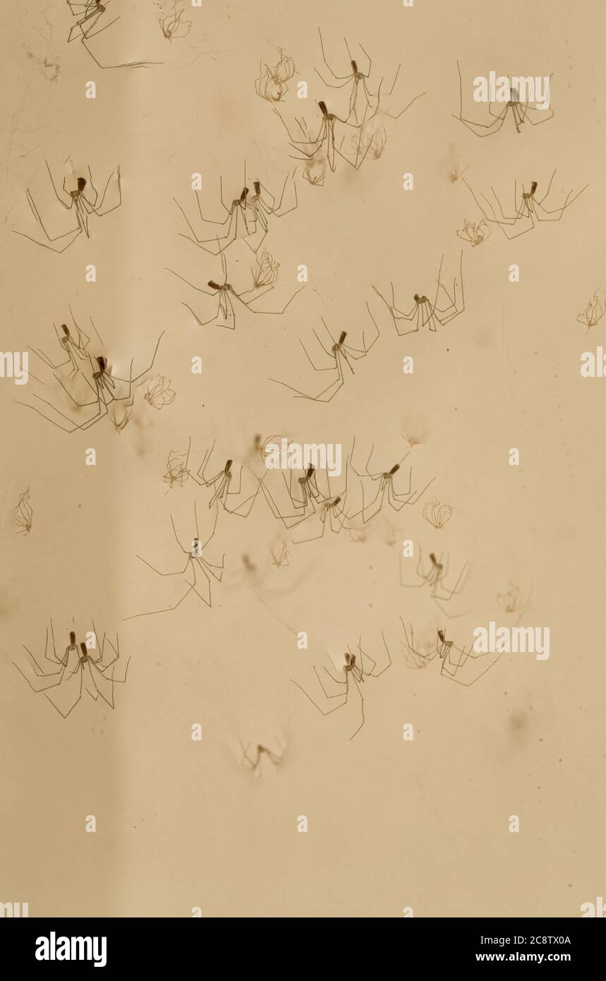 Longbodied cellar spider, daddy long-legs spider, Pholcus phalangioides ...