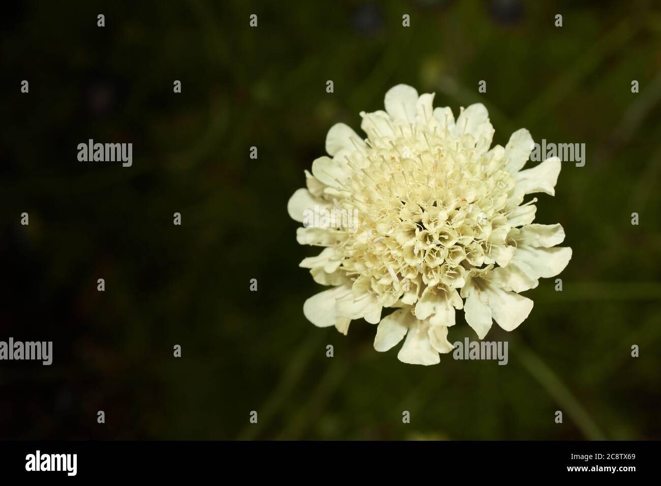 The whitish yellow flower of the Yellow Scabious or Cream pincushions ...