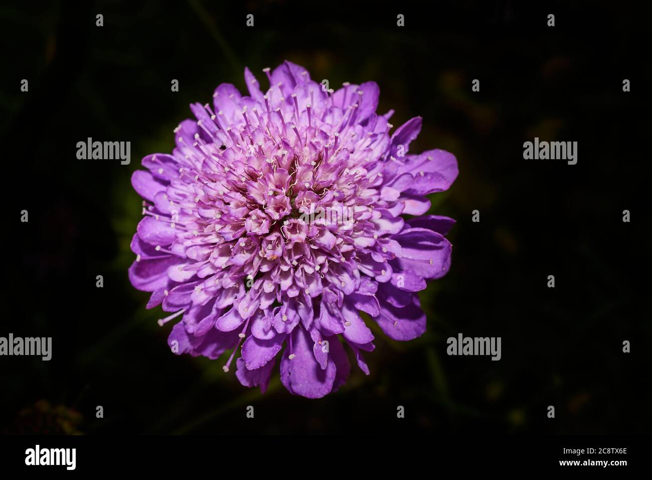 The violet coloured flower of the Small Scabious (scabiosa columbaria ...