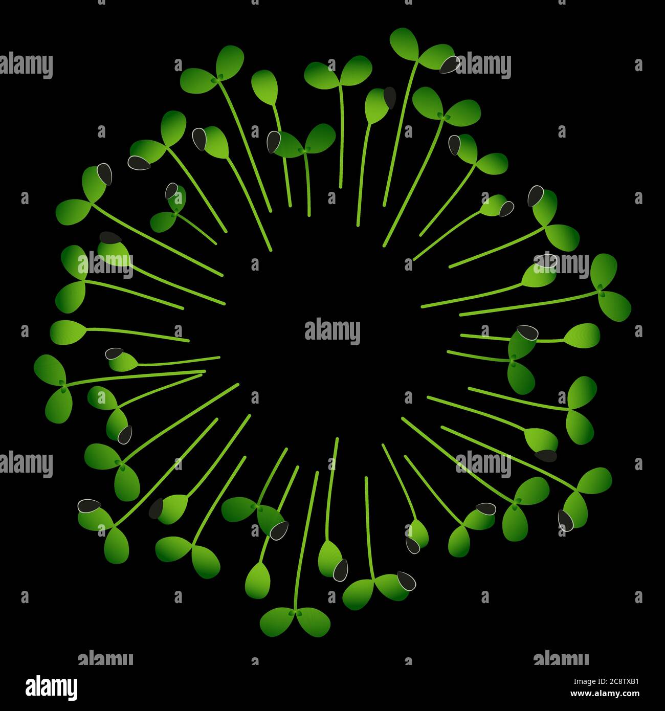 Microgreens Sunflower. Arranged in a circle. White background. Black ...