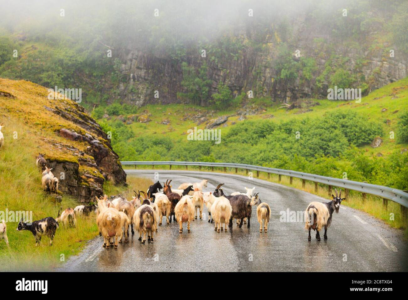 Many goats walking on street during foggy weather. Norway animals ...