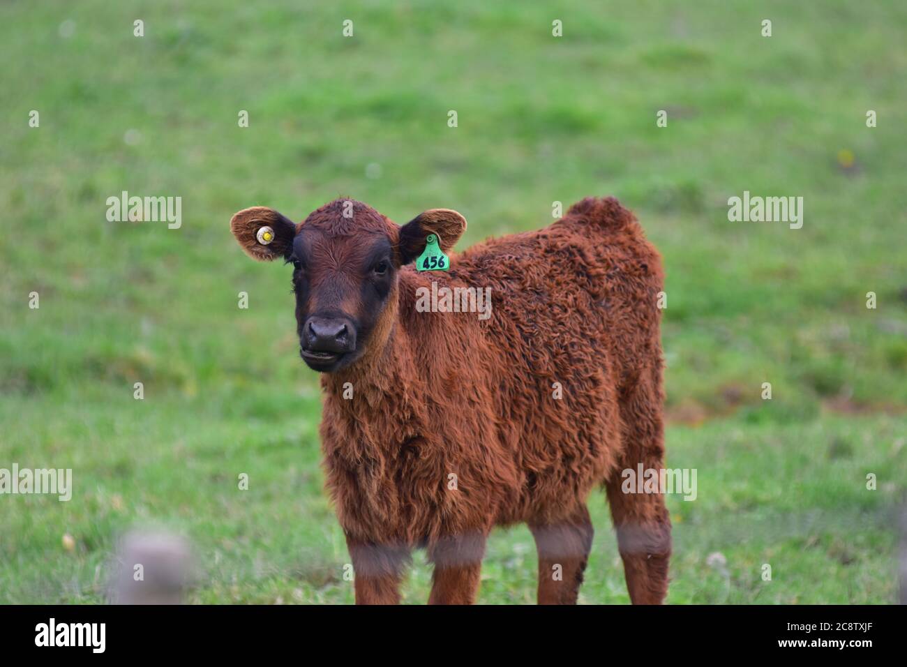 Brown furry calf with plastic tags in ears facing camera Stock Photo ...