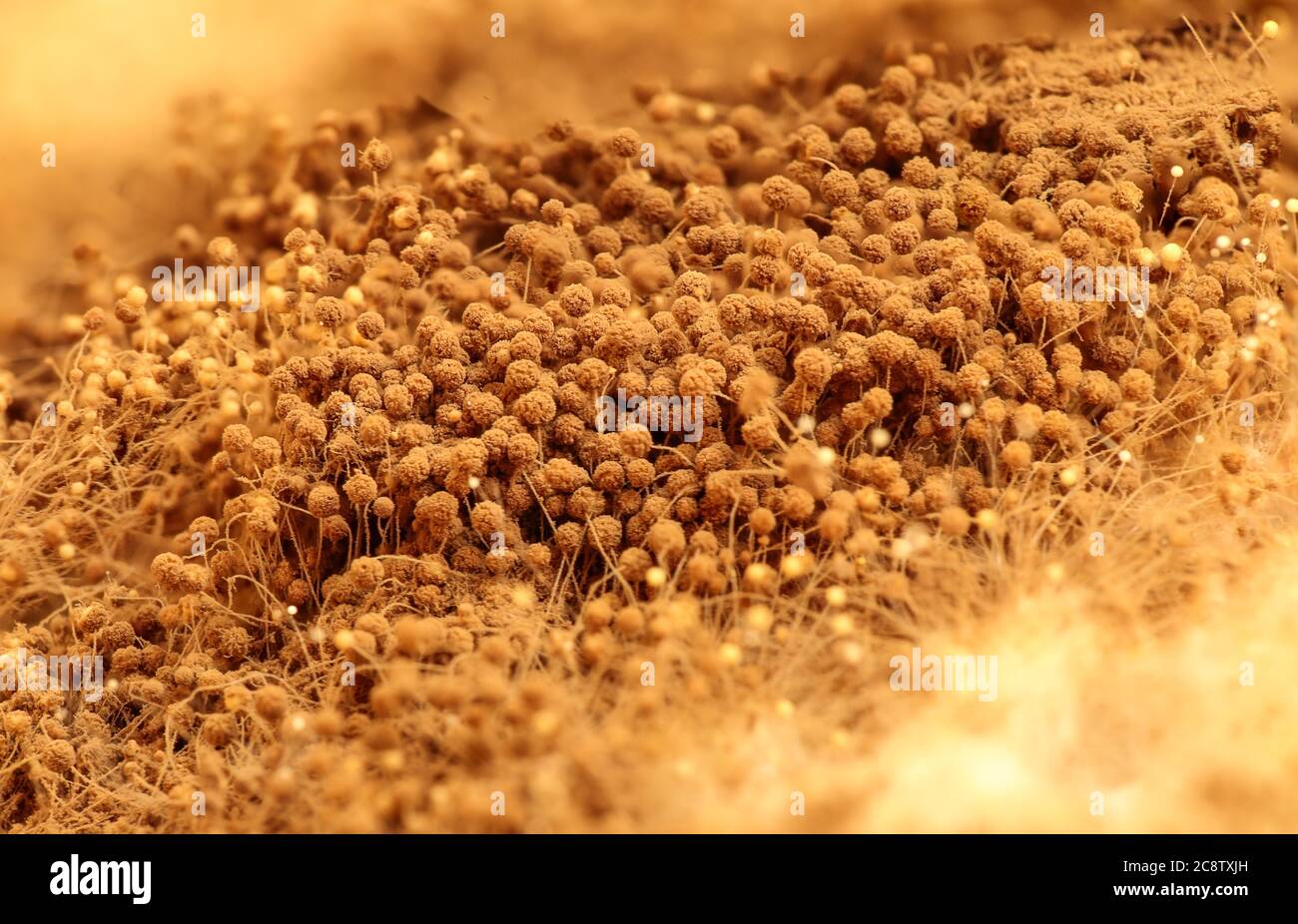 Rhizopus species, bread mould Stock Photo - Alamy