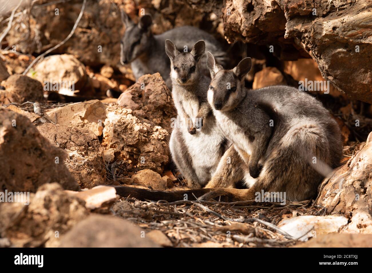 Beautiful wallabies hi-res stock photography and images - Alamy