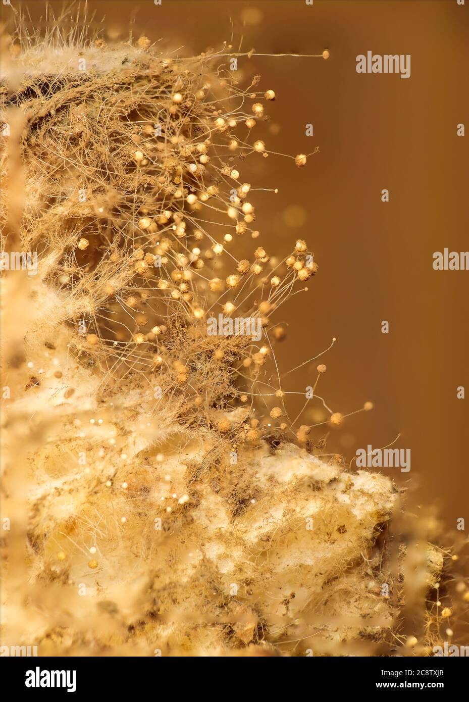 Rhizopus species hi-res stock photography and images - Alamy