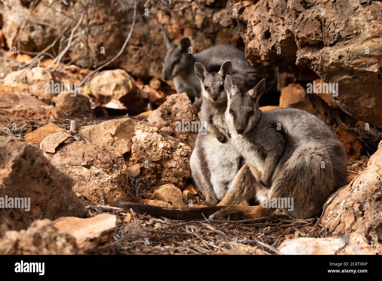 Beautiful wallabies hi-res stock photography and images - Alamy