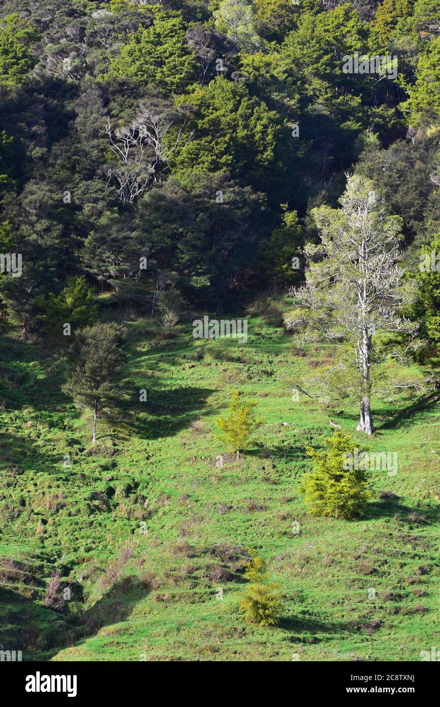 Very steep slope partially covered with native bush. Deforested area is ...