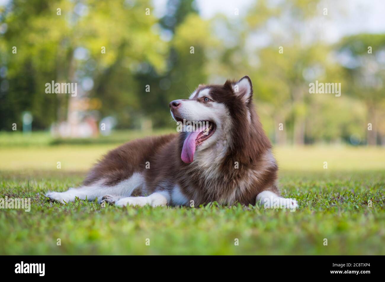 Alaskan dog on the grass in the park Stock Photo - Alamy