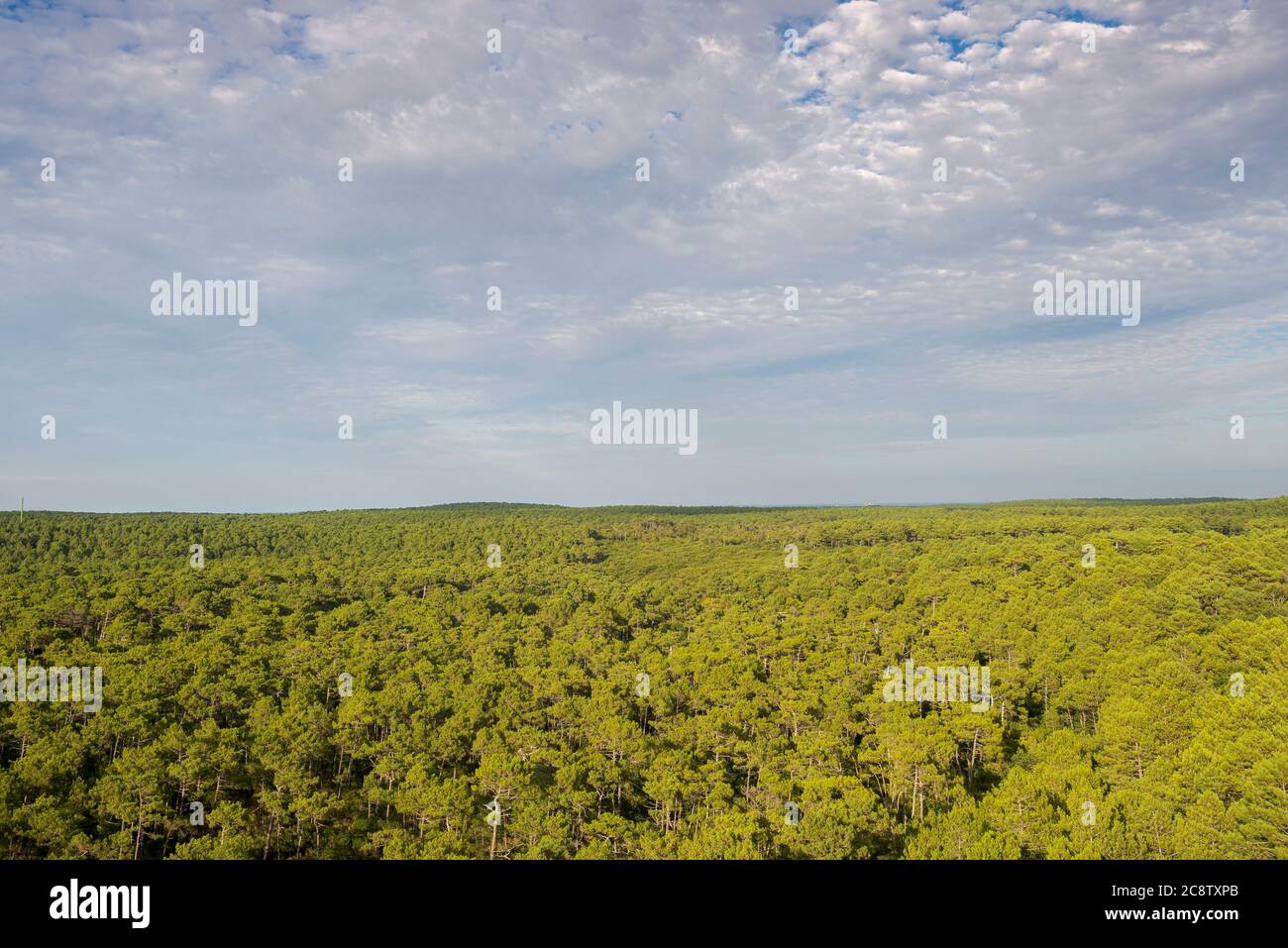 Forest of Maritime pine tree, Pinus pinaster, next to the Dune of Pilat ...