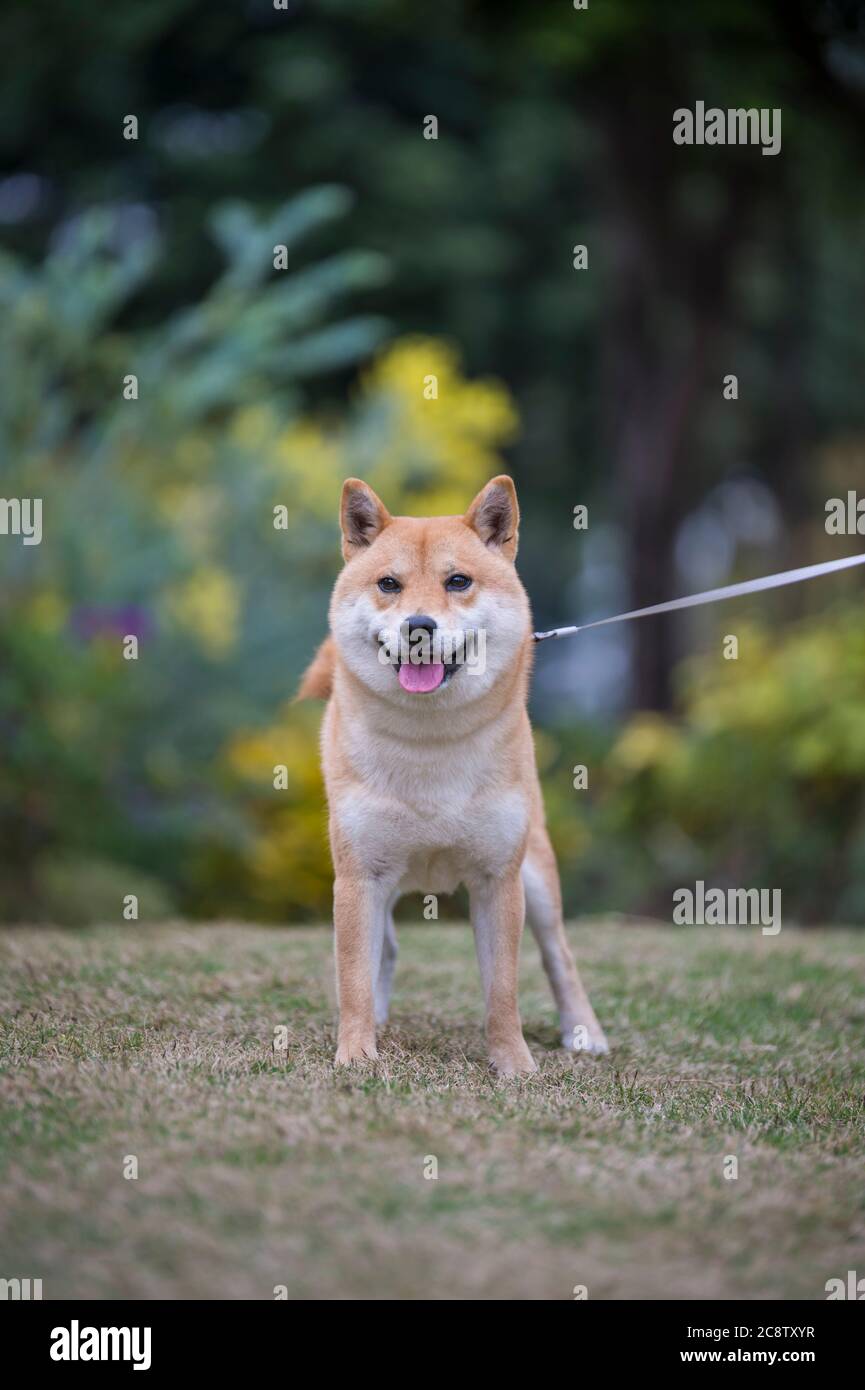 Shiba Inu playing in the park grass Stock Photo - Alamy