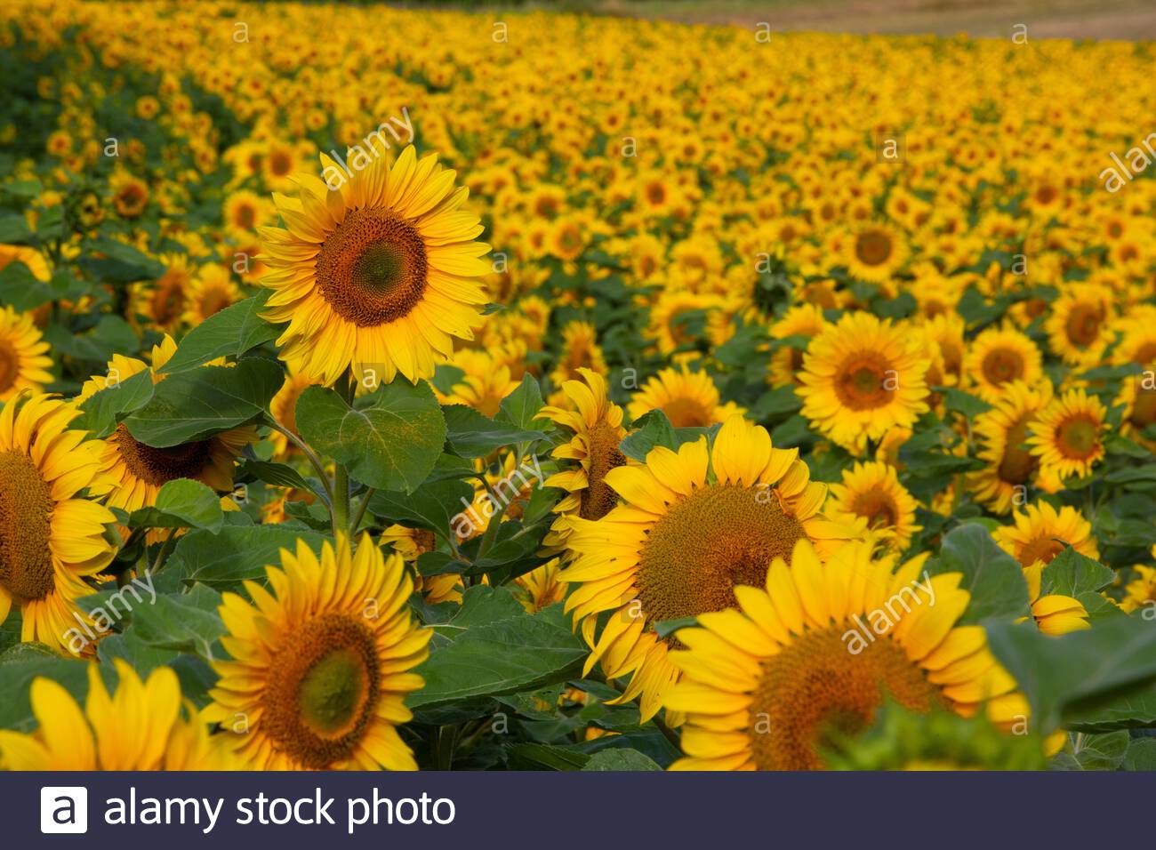 Sunflower scene in a Bavarian summer as the weather continues to be ...