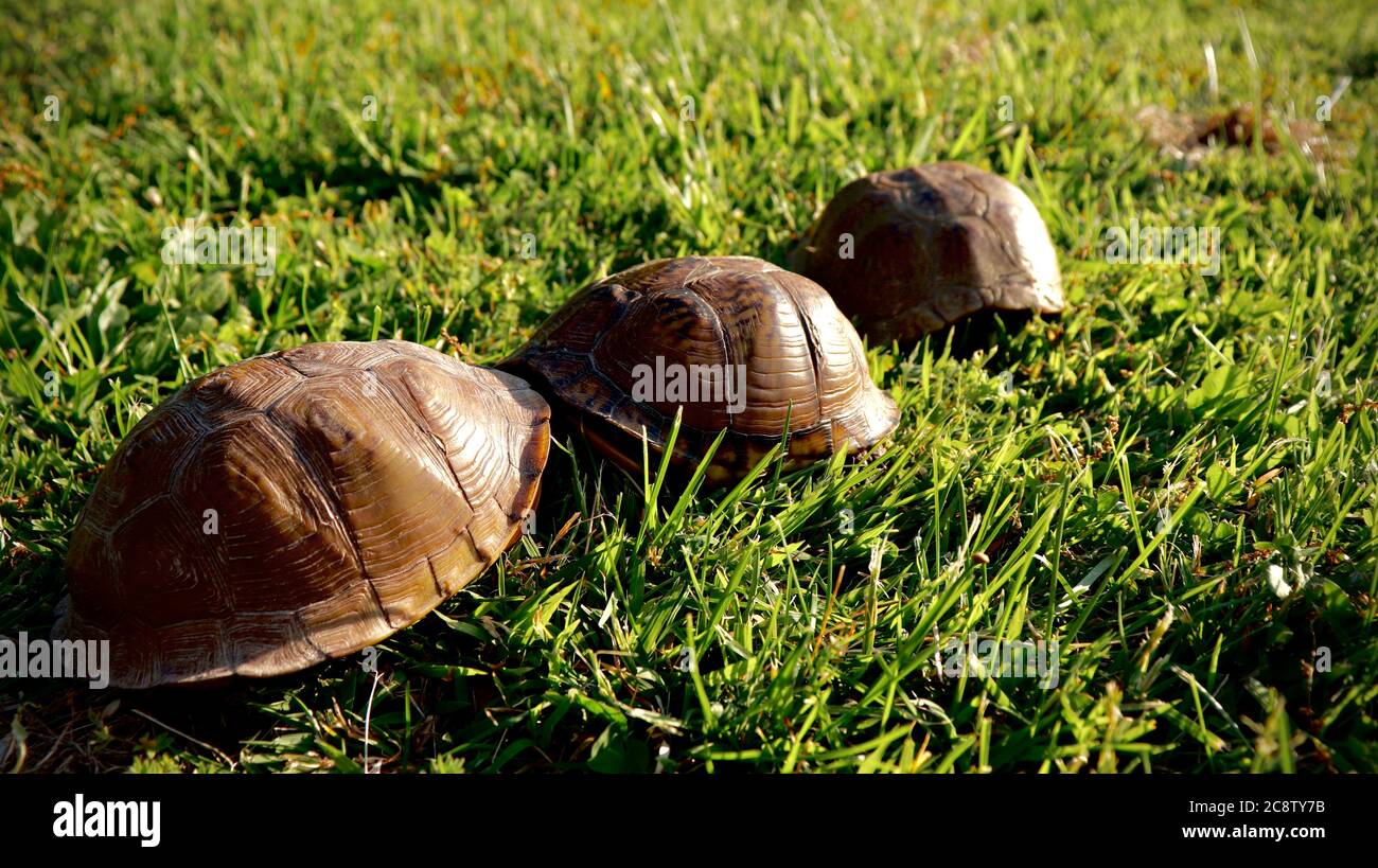 Westie and turtles on a summer day Stock Photo - Alamy