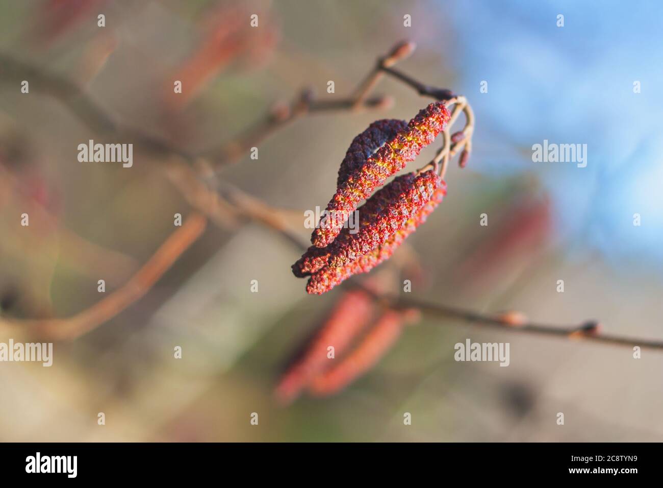 Red alder tree hi-res stock photography and images - Alamy