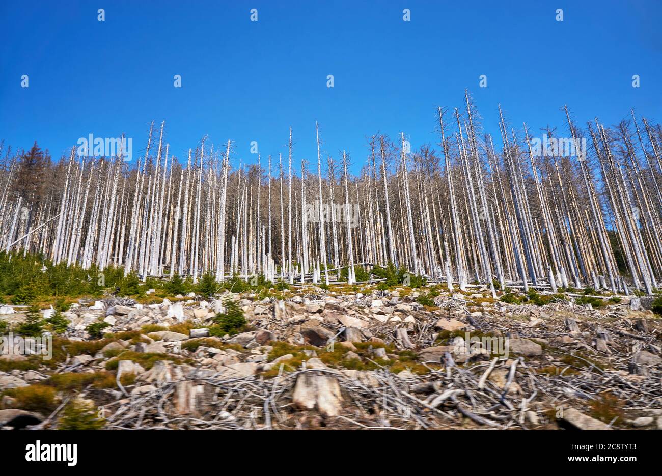 Disastrous dying trees in the woods. Through climate change, drought ...