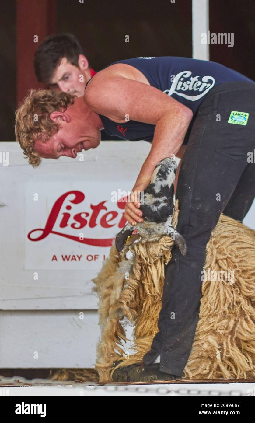 Sheep shearing demonstration hi-res stock photography and images - Alamy