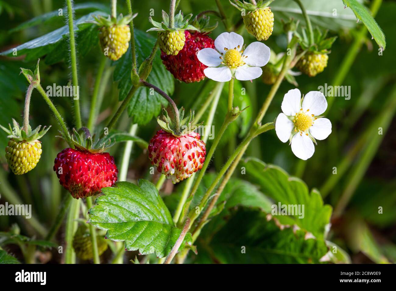 Unripe wild strawberry hi-res stock photography and images - Alamy