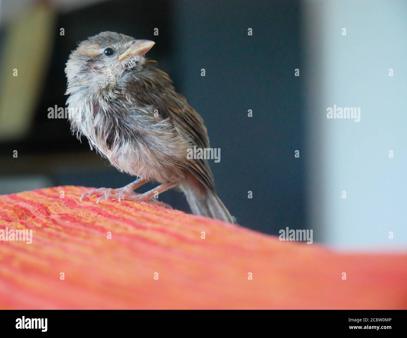 This sparrow was found in the garden of a family of four, it was ...