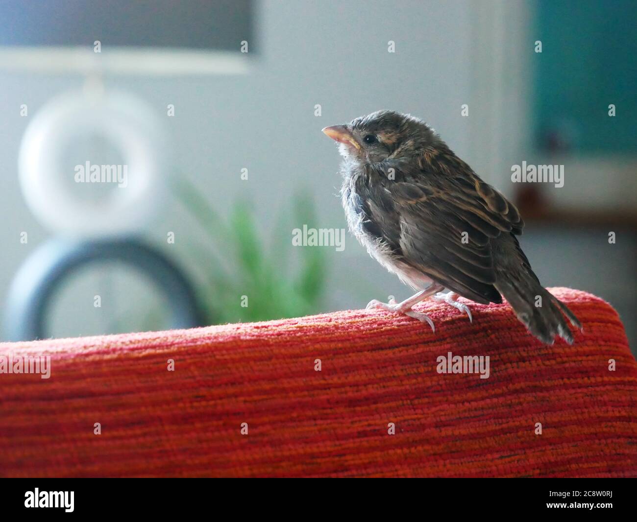 Funny little sparrows hi-res stock photography and images - Alamy