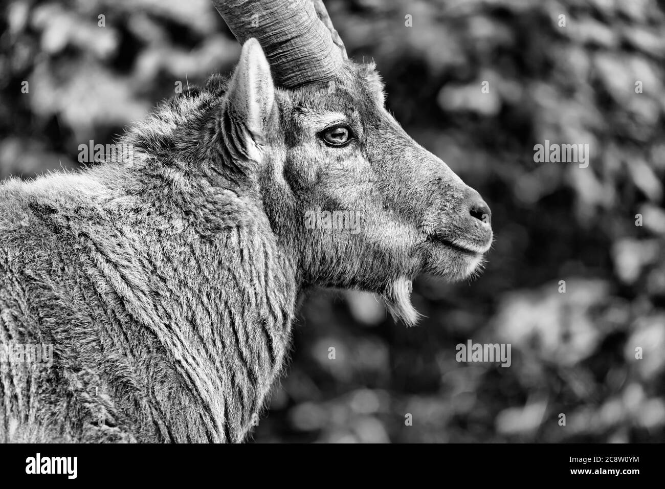 Black and white portrait of Alpine ibex male in the forest (Capra ibex ...
