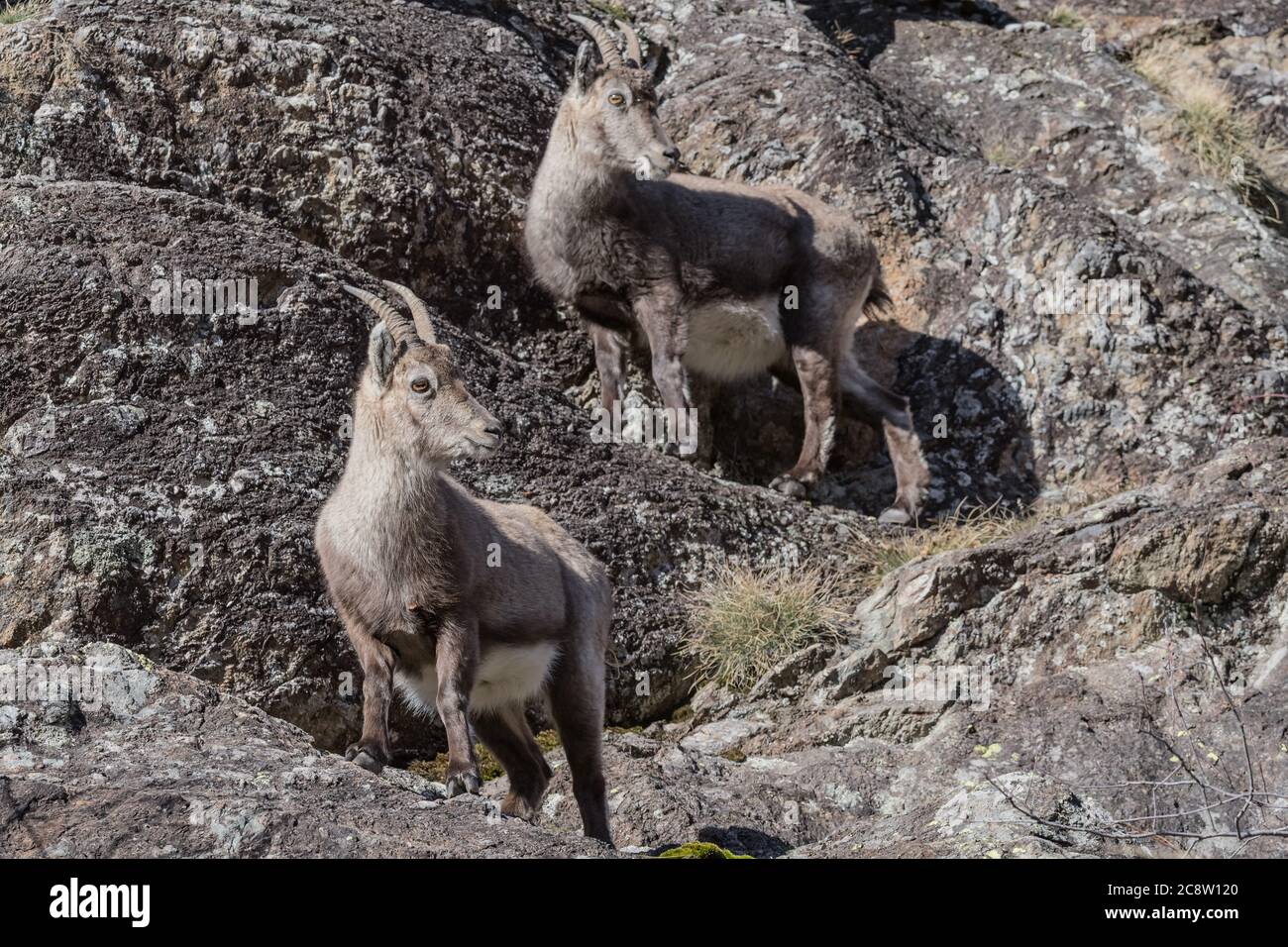 Head horns young ibex hi-res stock photography and images - Alamy